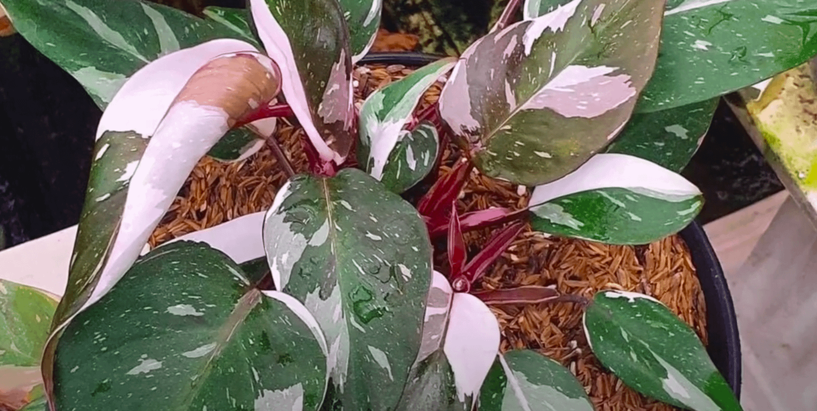 Philodendron red Anderson plant and care - Easy Five Plants