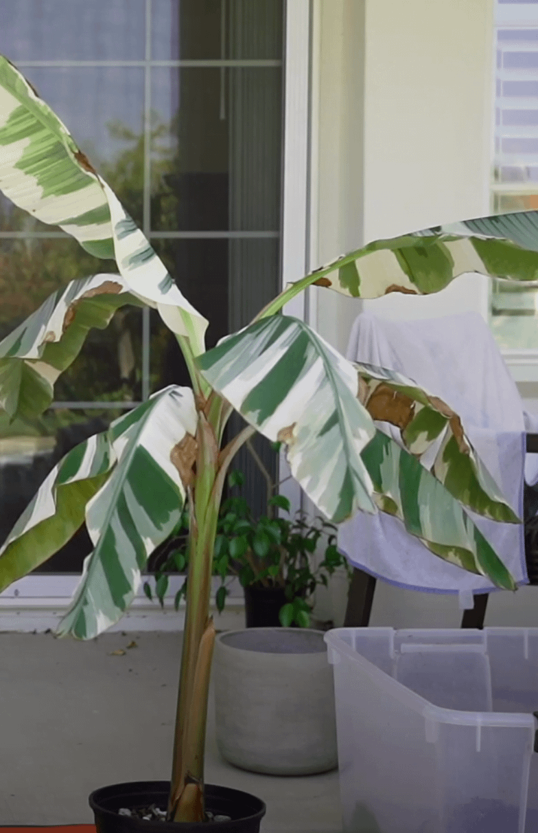Musa Ae Ae: A Variegated Banana Tree Plant - Easy Five Plants