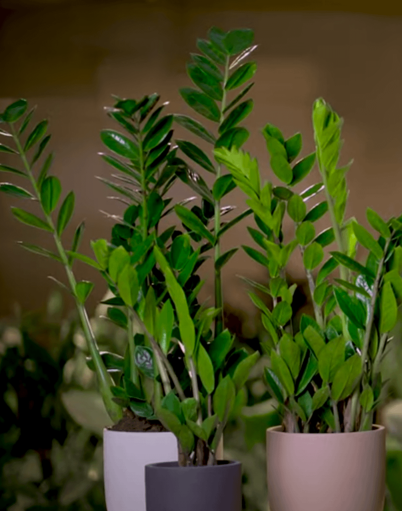 A Complete Guide to ZZ Plant Care: Tips for Thriving Growth - Easy Five ...